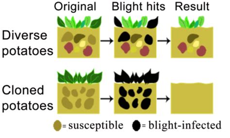 Biol10004 Module 4 Flashcards Quizlet