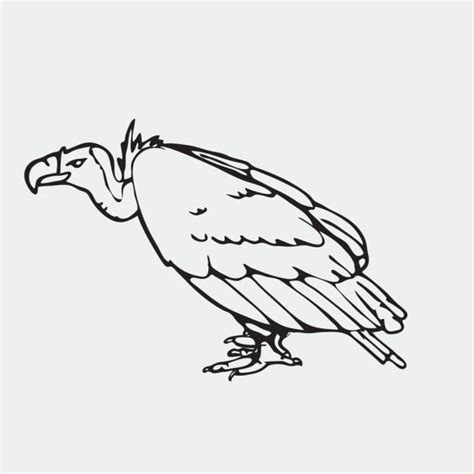 Buzzard Illustrations Royalty Free Vector Graphics And Clip Art Istock