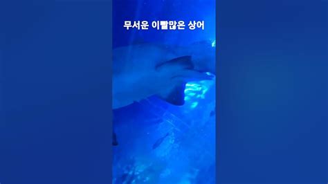 무서운 이빨많은 상어 Youtube