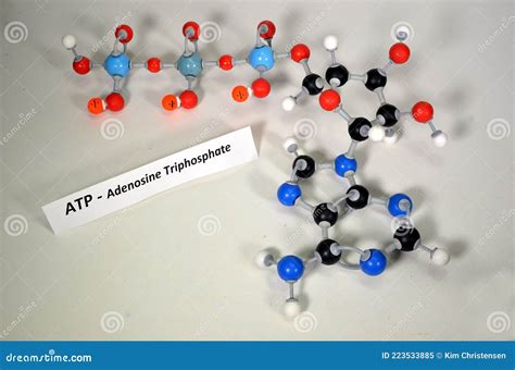 Atp Molecule