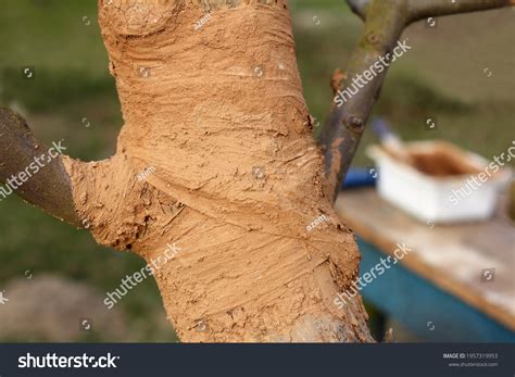 Tree Bondage Images Photos Et Images Vectorielles De Stock Shutterstock
