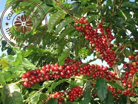 Кофе Танзания Килиманджаро - купить в Москве: стоимость | Coffee Planet
