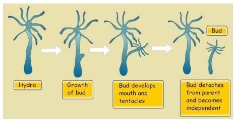 Draw A Labelled Diagram In The Proper Sequence To Show Budding In Hydra N