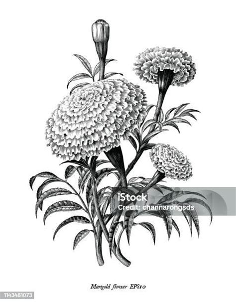 메리 골드 꽃 손 그리기 빈티지 스타일 흑백 클립 아트 흰색 배경에 고립 금잔화 온대 식물에 대한 스톡 벡터 아트 및 기타