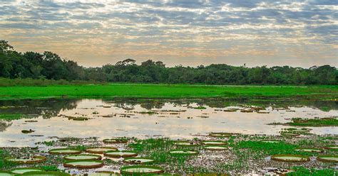 Mato Grosso Do Sul O Estado Com 3 Importantes Biomas