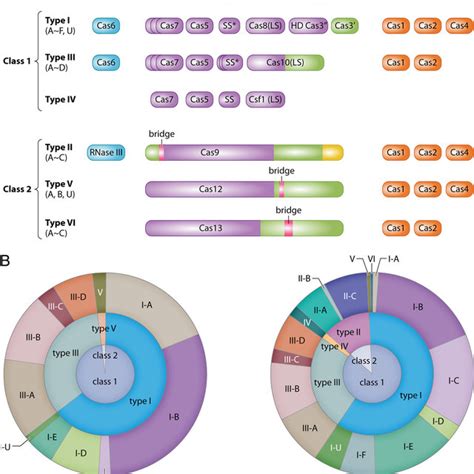 Pdf History Of Crispr Cas From Encounter With A Mysterious Repeated Sequence To Genome Editing
