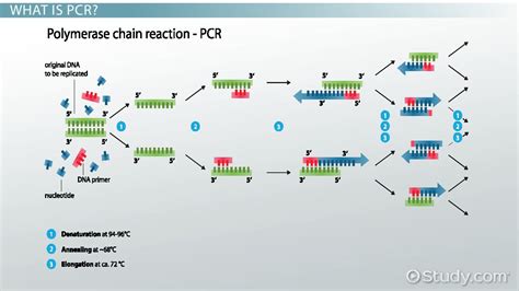Taq Polymerase Definition And Function Video And Lesson Transcript