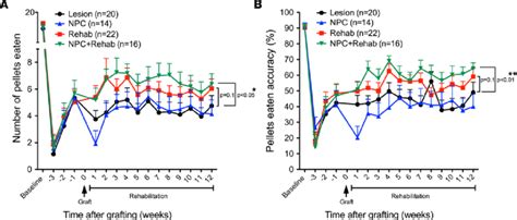 Neural Progenitor Cells Combined With Rehabilitation Significantly
