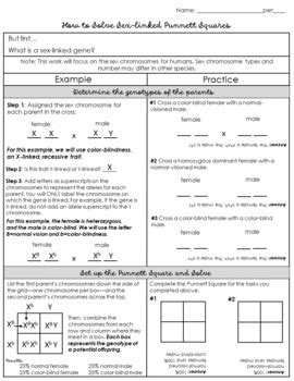 Sex Linked Traits Punnett Square Tutorial Worksheet TPT