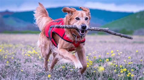 Information Retrieval