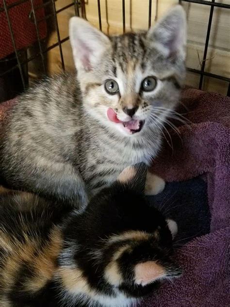Yesterday I Adopted Two Kitties Patchouli And Olive Rcats
