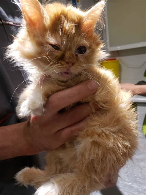 عفونت چشم بچه گربه در کلینیک دامپزشکی شبانه روزی درین