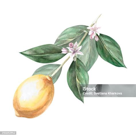 나뭇가지에 레몬 와 잎 꽃 새싹 에 수채화 통하고 있는 와 와 요리책 레모네이드 레스토랑 메뉴 디자인 패브릭 식기를위한 손으로 그린 과일 그림 0명에 대한 스톡 벡터 아트