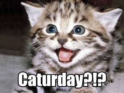 Master Marf Caturday Caturday Novelty Voices