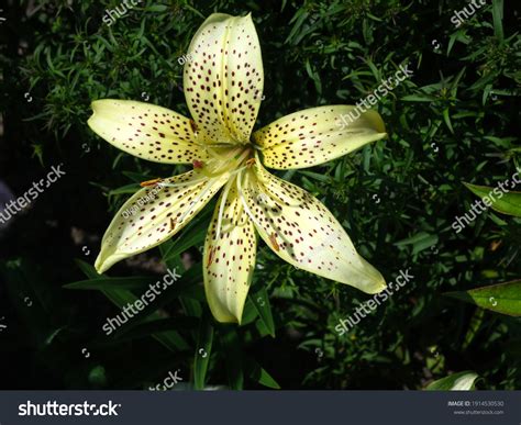 Aelita Images, Stock Photos & Vectors | Shutterstock