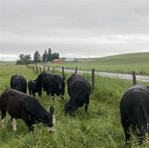 What Synchronization Protocol Do Stagecoach Cattle Co