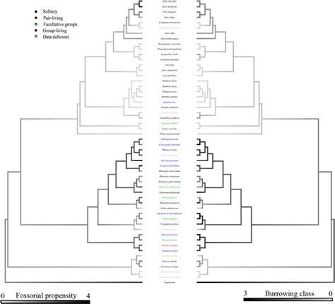 Consensus Tree Of The Feliformia Based On Phylogenetic Relationships