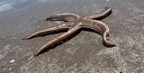 That Sucker Is Huge Starfish Thats Kind Of Creepy Washes Up In Texas Video Shows