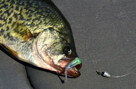 Finesse Bass Rigs For Crappie Bluegill And Panfish Action