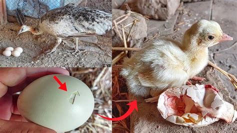 Peacock Eggs Hen Raises Unexpected Peahen Chick In Heartwarming Story