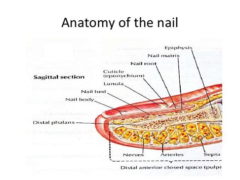 Anatomy Clipart Labeled Finger Nail Illustrated Clipart Classroom