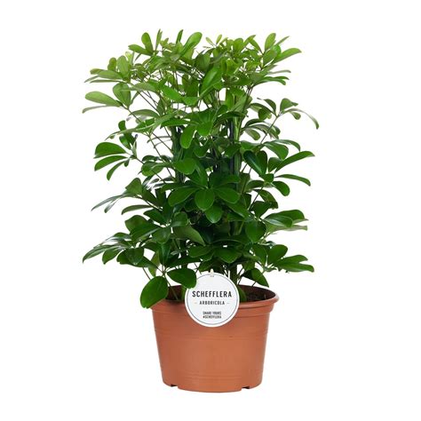 Planten Nu Schefflera Nora Ø21cm ↕50cm Kopen Planten Nu