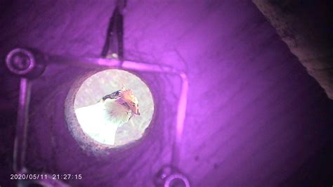 Flycatcher Detection Object Detection Dataset And Pre Trained Model By Birddetection