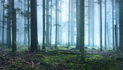 이끼와 고사리의 카펫과 안개에 어두운 신비한 소나무 숲 프렌치 알자스 보주 산맥 나무에 대한 스톡 사진 및 기타 이미지 나무 안개 0명 Istock