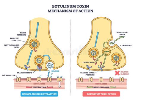 Acetylcholine Biological Vector Illustration Infographic Diagram