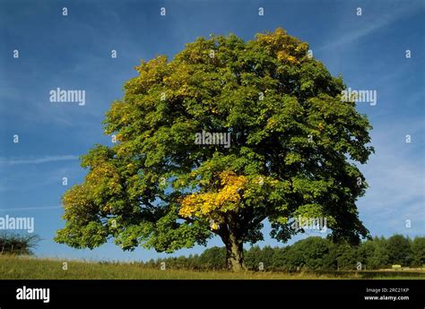 Sycamore Maple Acer In Autumn Sycamore Maple Sycamore Maple Erable