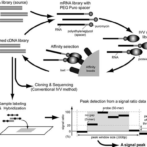 Data From The Tiling Array A The Top 10 Candidates Were Confirmed