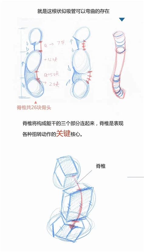 春哥课堂 动态 人体动态到底怎么画透视 体块