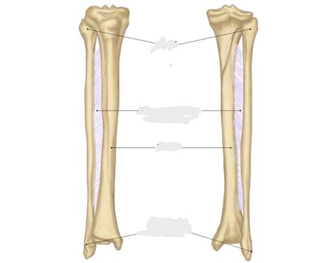 Fibula Tibia Parts Quiz