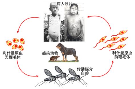 蔡医生喊你来认识一下黑热病 蔡晧东医生 财新网