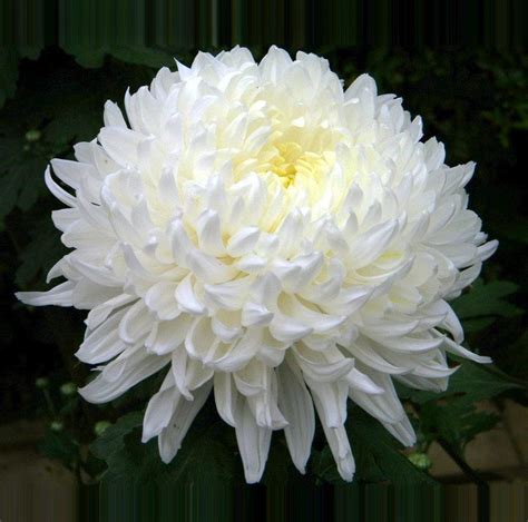 Chrysanthemum "Antonov" - Kannike Epood