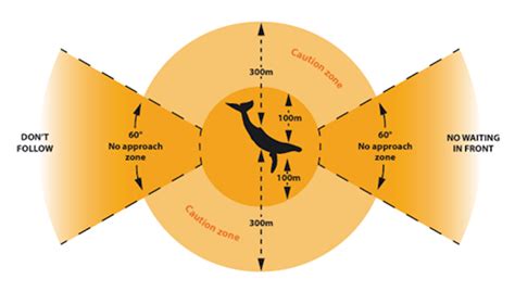 Whale Watching Guidelines Dont Include Boat Noise Its Time They Did