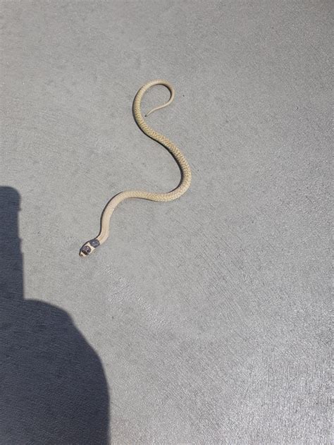 Can Anybody Ld This Juvenile Snake Raustraliansnakes