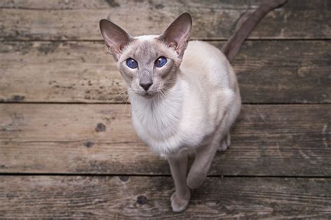 14 Asian Cat Breeds With Rich Histories