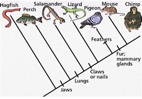How To Make A Cladogram Examples Plans Mymydiy Inspiring Diy Projects