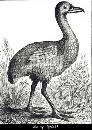 Illustration Of A Rodrigues Solitaire Pezophaps Solitaria By Francois
