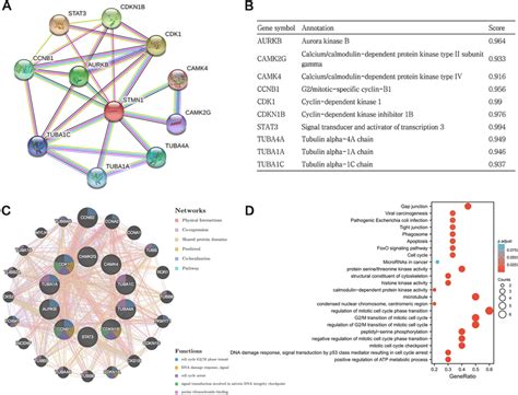 Protein Protein Interaction Ppi Networks Of Hub Genes A Ppi Network Download Scientific