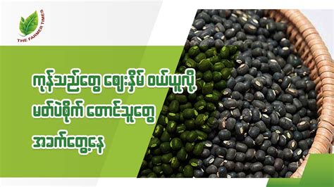 ကုန်သည်တွေ စျေးနှိမ်ဝယ်ယူလို့ အခက်တွေ့နေတယ်လို့ မတ်ပဲစိုက် တောင်သူတွေပြော Youtube