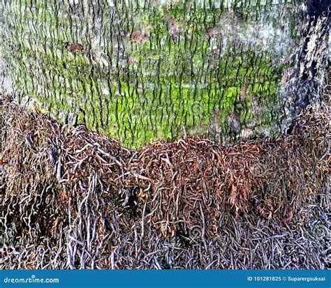 What Do The Roots Of A Palm Tree Look Like At Sammy Parra Blog