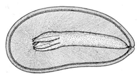 Coniferophyta Flashcards Quizlet