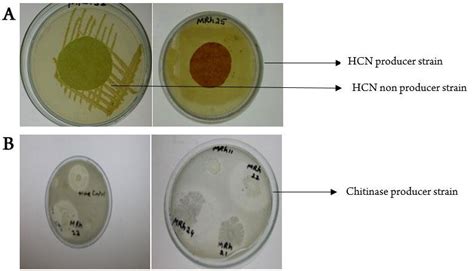 Plate Assay For The Detection Of A Hcn And B Chitinase Production Download Scientific