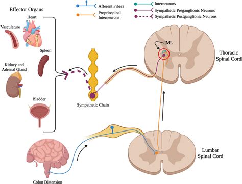 Autonomic Nervous System Spinal Cord
