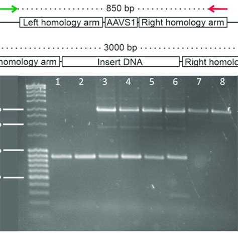Summary Of Insert Confirmation Pcr A Summary Of The Cas9 Induced Download Scientific Diagram