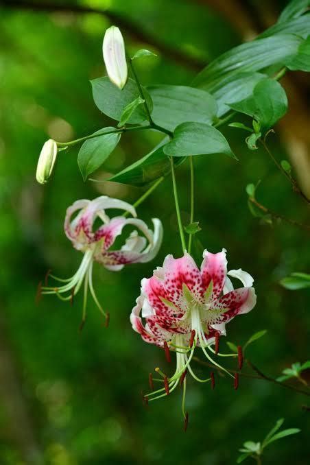 1日1漢字崖百合ヒント崖に咲く花 мasaのブログ