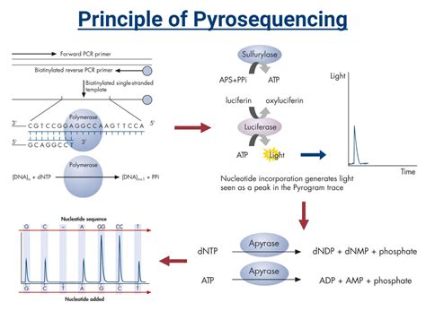 Pyrosequencing Principle Steps Reactions Types Uses Diagram