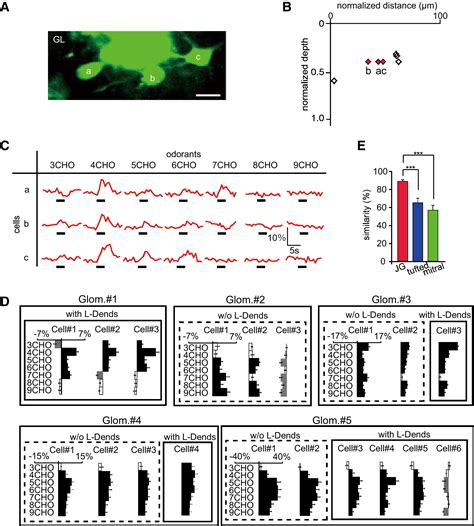 Odorant Response Properties Of Individual Neurons In An Olfactory Glomerular Module Neuron